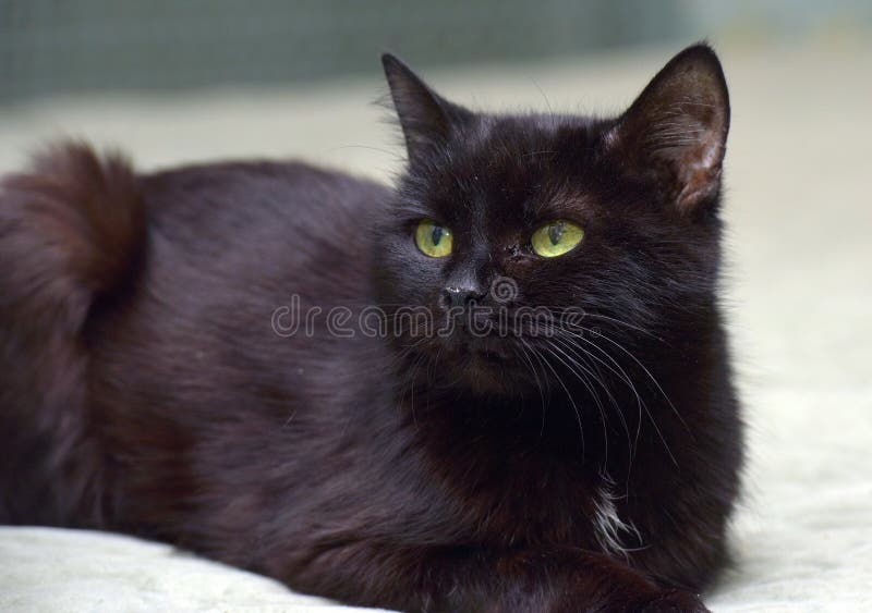 Elderly Old Black Cat Lies on the Couch Stock Image - Image of kitty ...
