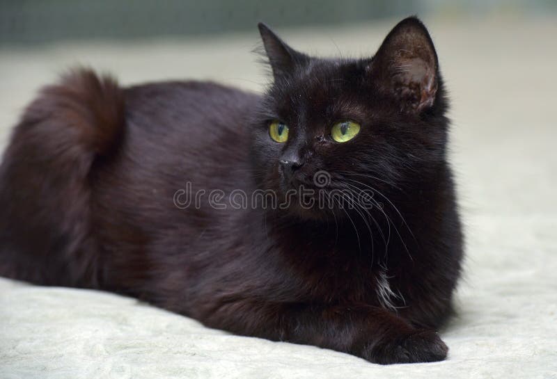 Elderly Old Black Cat Lies on the Couch Stock Image - Image of cozy ...
