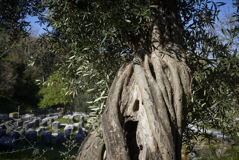 Elderly Olive Tree in Samothrace, Stock Photo - Image of trees, trunk ...