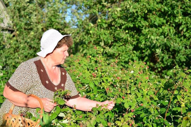Elderly Woman Gathering Raspberries in the Garden Stock Image - Image ...