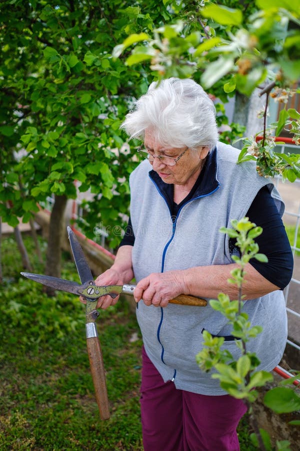 Elderly Woman Working with Big Scissors in Garden Stock Image - Image ...