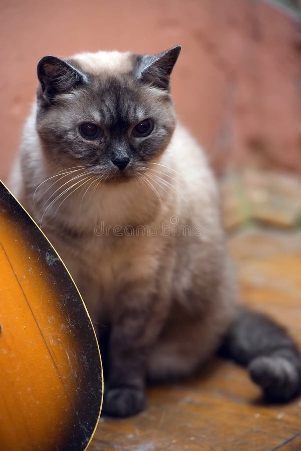 Elderly Siamese Cat Stock Photos - Free & Royalty-Free Stock Photos ...