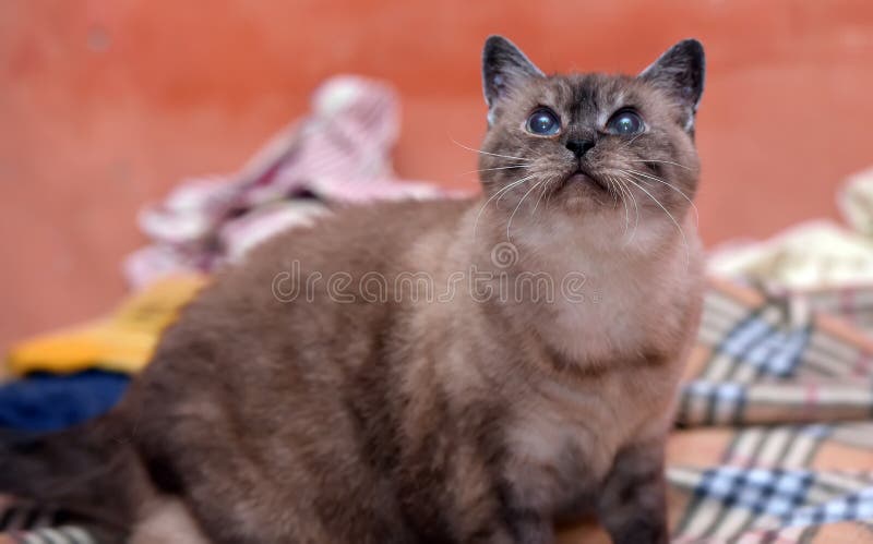 Cute Black 17 Year Old Girls Stock Photos - Free & Royalty-Free Stock ...