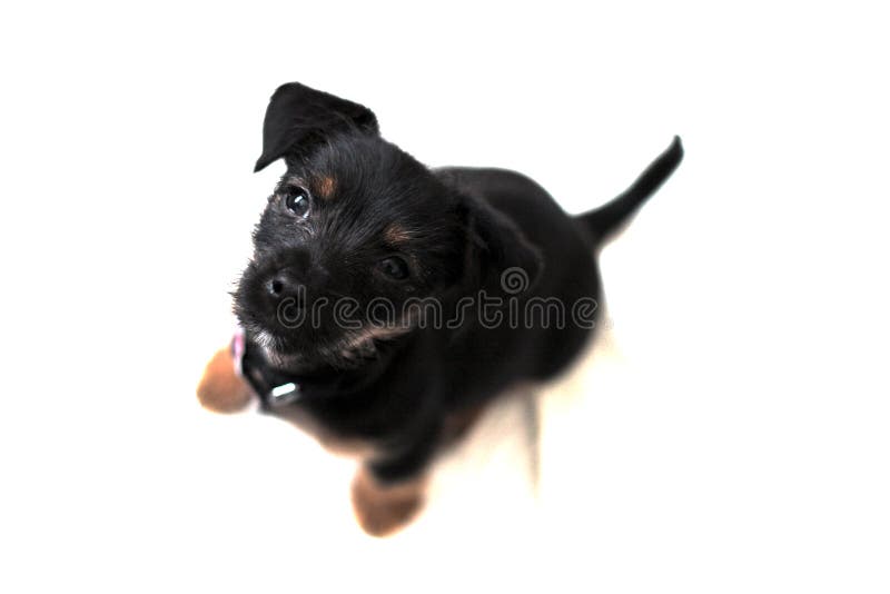 Jackapoo puppy stock image. Image of young, black, posing - 172416341