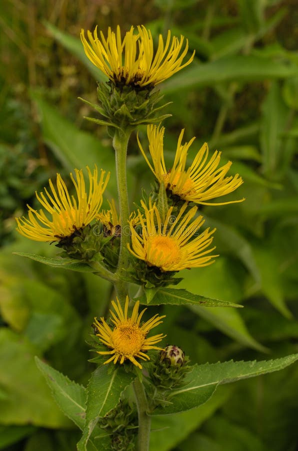 Elecampane (Inula Helenium) in River Gravels Stock Photo - Image of ...