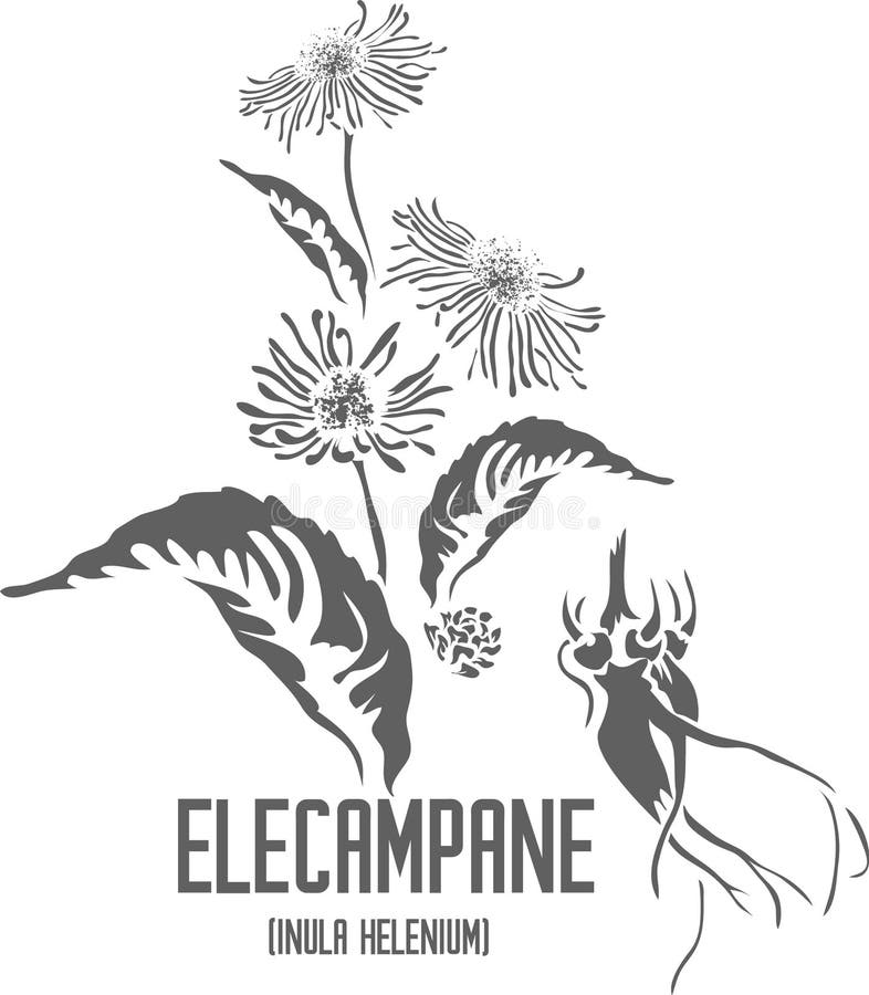 Elecampane Flowers and Root Silhouette Vector Illustration Stock Vector ...