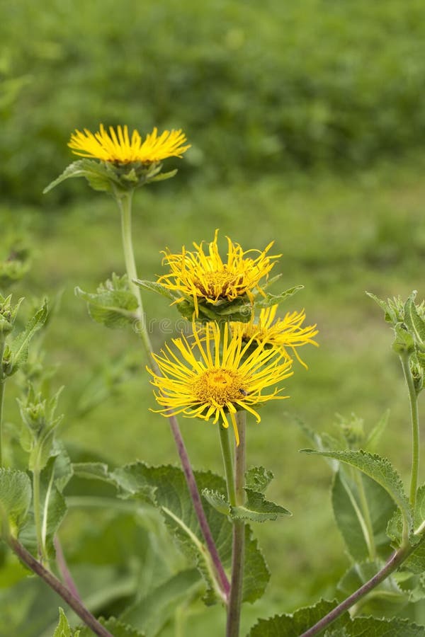 Elecampane stock photo. Image of leaf, light, bloom, beauty - 74463634