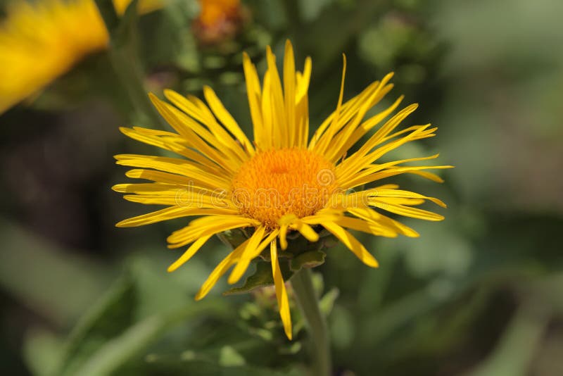 Elecampane (Inula Helenium) Stock Photo - Image of botany, garden: 57328196