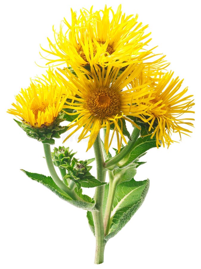 Elecampane (Inula Helenium) Stock Image - Image of blooming, compositae ...