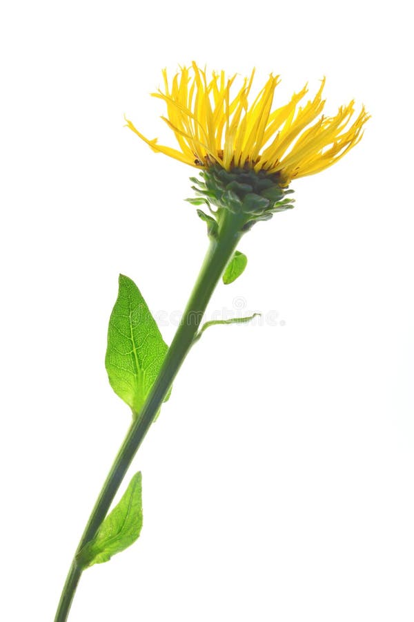 Safflower stock photo. Image of isolated, plants, organic - 19832234