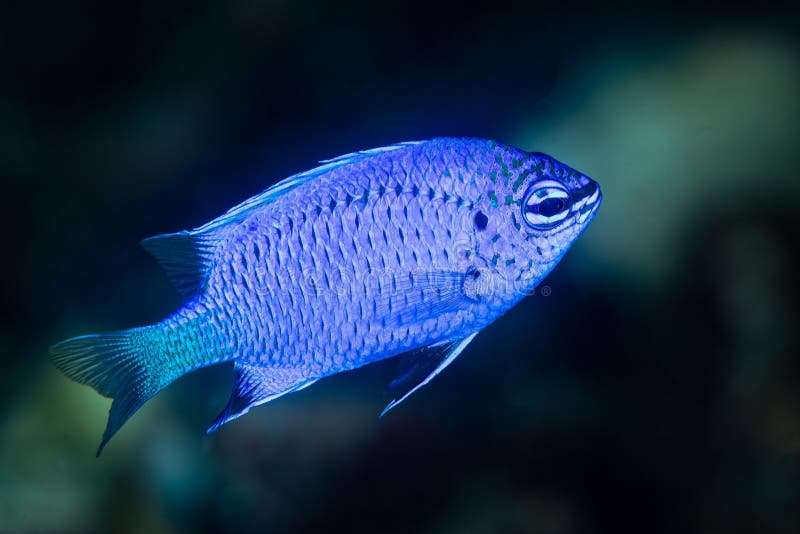 Blue Damselfish - Chrysiptera Taupou Stock Image - Image of aquariums ...
