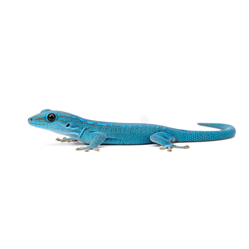 Electric Blue Gecko Isolated on White Background Stock Illustration ...