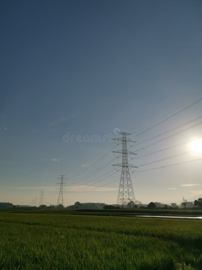 Electric Cable and Ricefield in the Morning so Good Stock Photo - Image ...