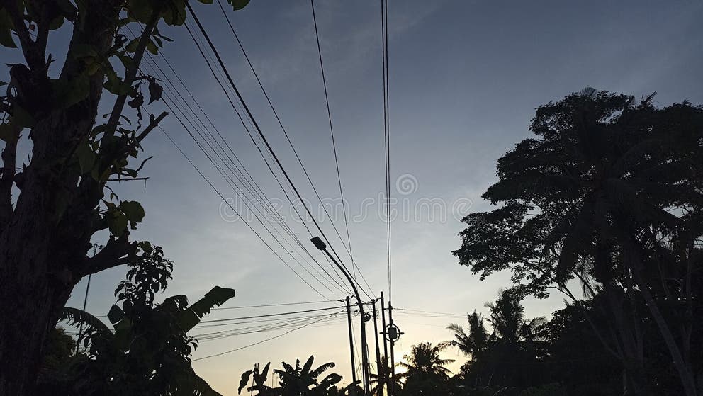 Electric Cables in the Afternoon Stretching between the Trees Stock ...