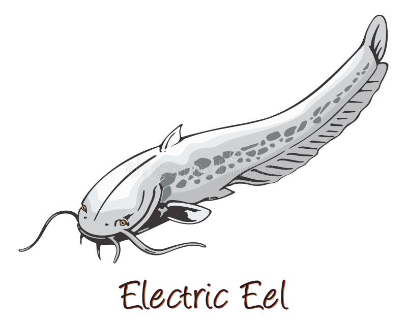 Electric Eel Stock Illustrations – 291 Electric Eel Stock Illustrations, Vectors & Clipart ...