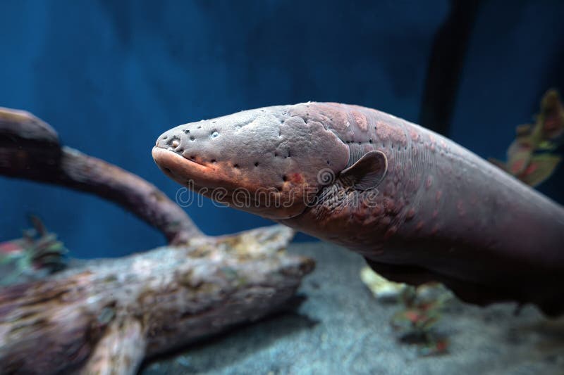 Electric eel stock photo. Image of wildlife, blue, nature - 310140290