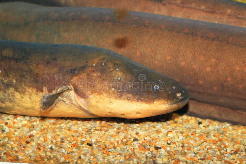 Electric Eel (Electrophorus Electricus) Stock Photo - Image of ...