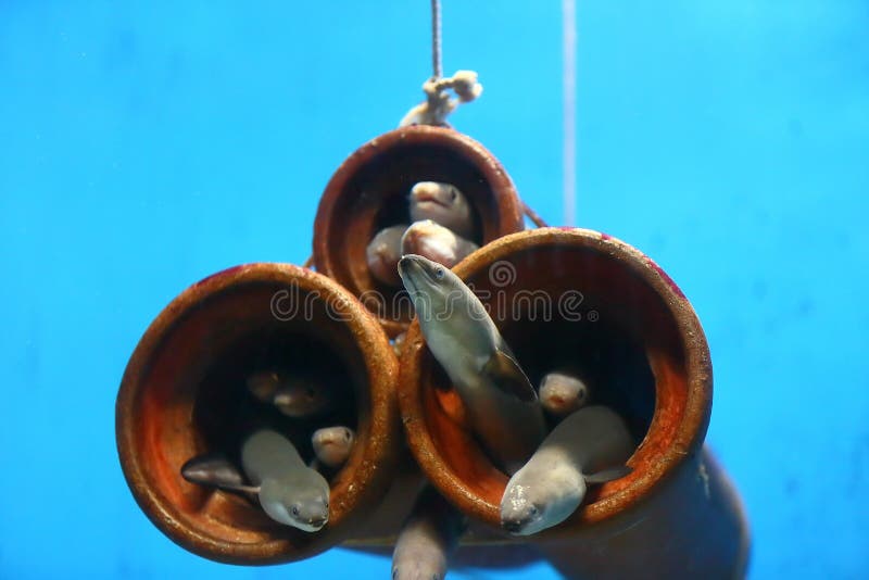 165 Electric Eel Stock Photos - Free & Royalty-Free Stock Photos from ...