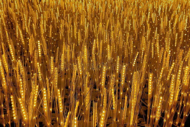 Electric fields of gold stock photo. Image of fragment - 305759094