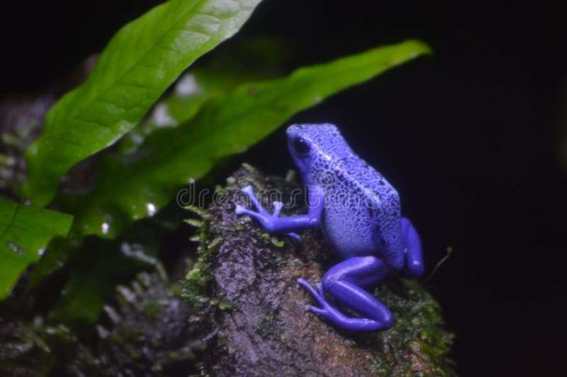 Electric frog stock photo. Image of frog, wild, electric - 115221720