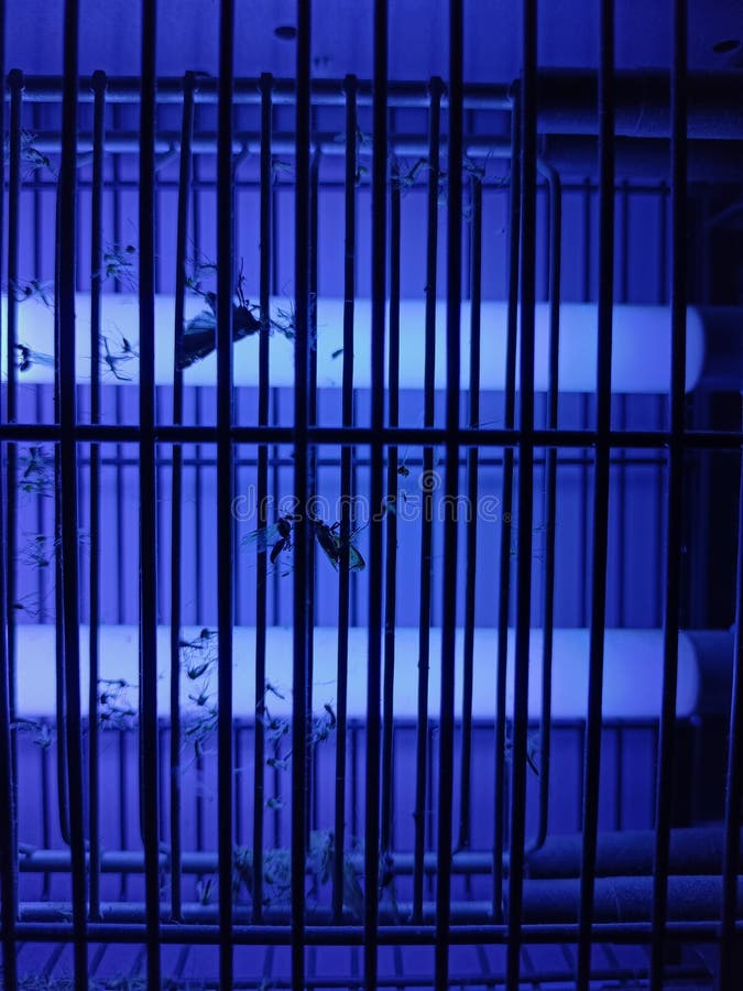 Electric Mosquito and Insect Zapper with Blue Lights Turned on Stock ...