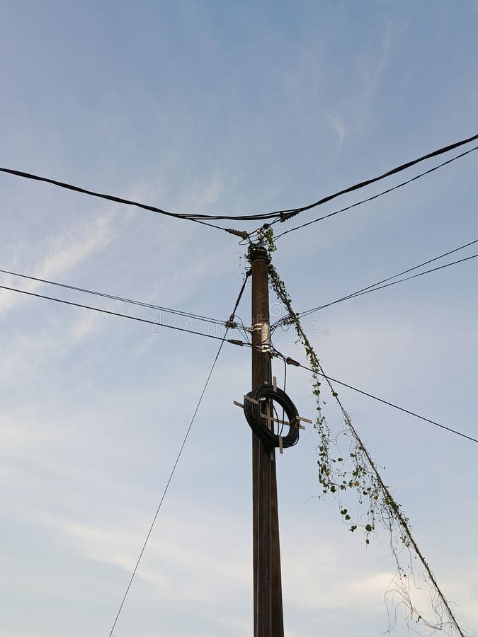 Electric Pole with Coiled Cable and Green Vines – Environmental ...
