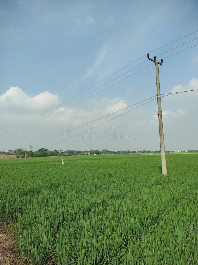 The Electric Pole is in the Middle of the Rice Field Stock Photo ...