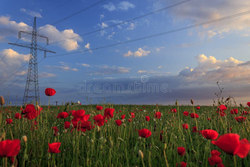 Electric Pole in the Poppy Field Stock Image - Image of rural, pattern ...