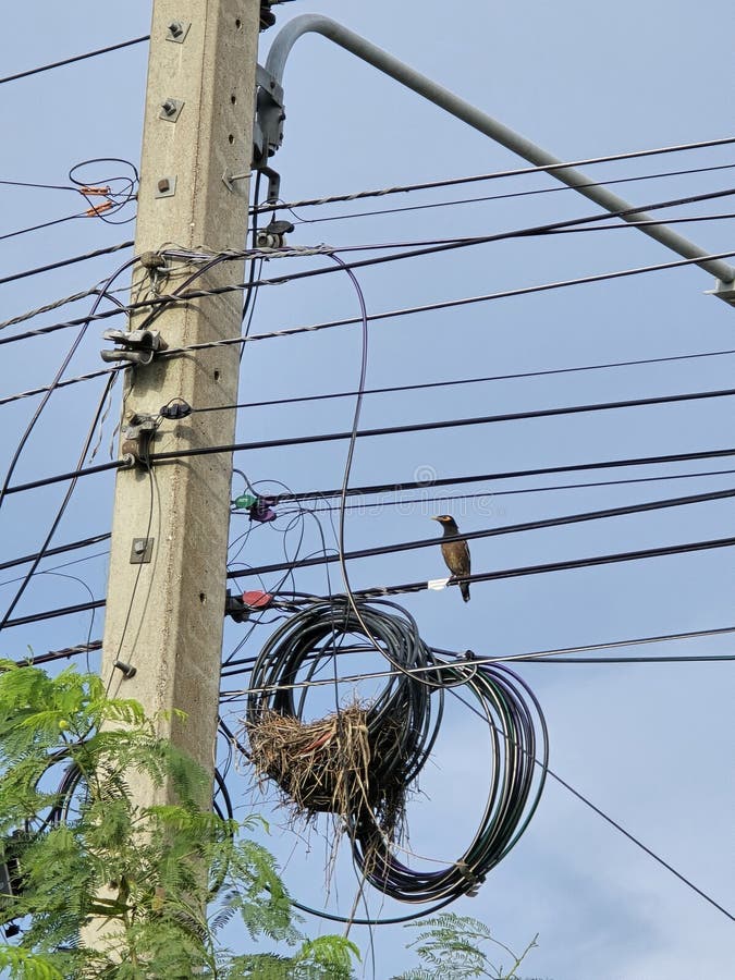Electric Pole with Wires in the City of Thailand Stock Image - Image of ...