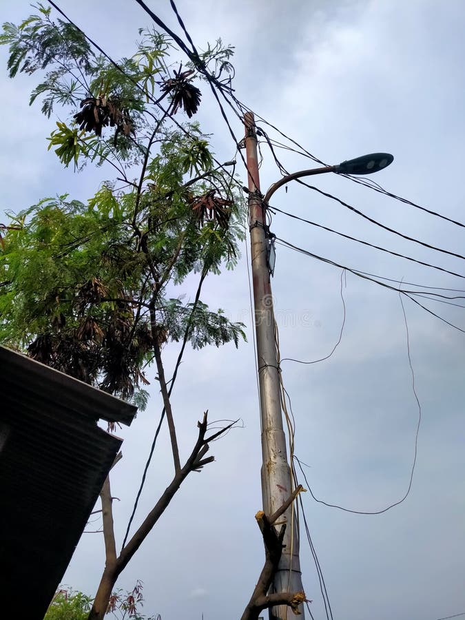 Electric Poles Attached To Trees. a Tree Thought To Be a Chinese Pete ...