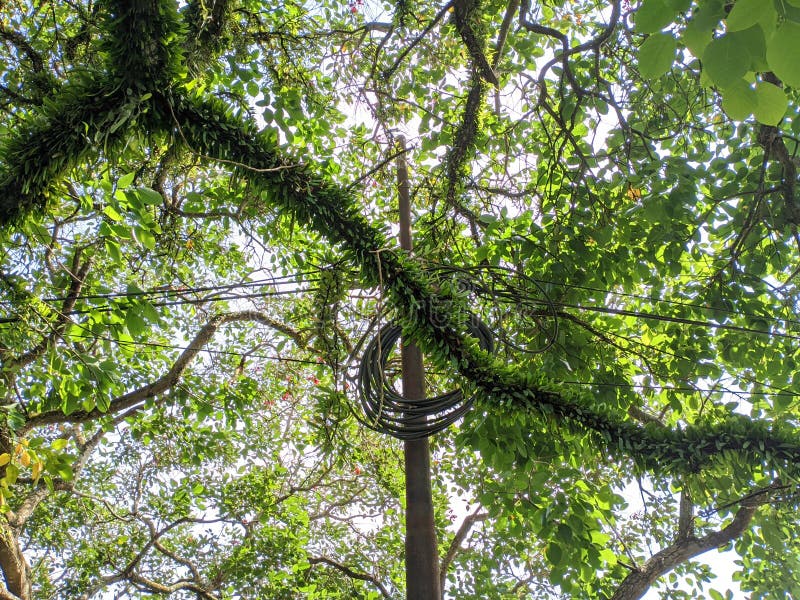 Electric Poles Full of Cables Surrounded by Trees Stock Image - Image ...