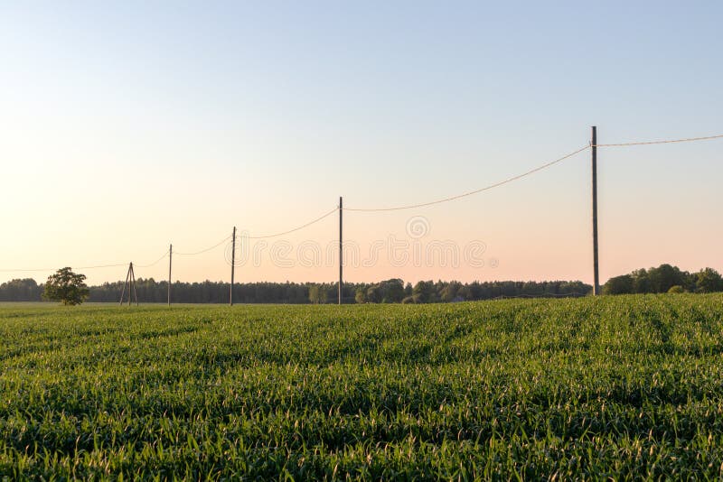Electric Poles in a Row Facing Perspective on a Background of Green ...