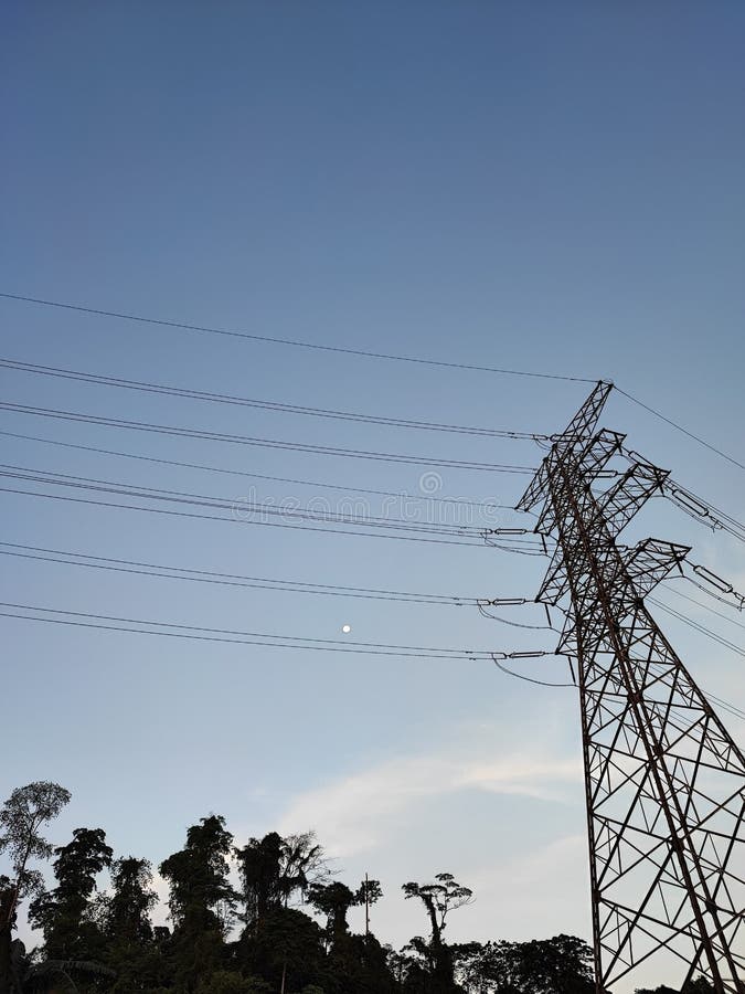 Electric Poles and Trees that are Tall Stock Photo - Image of ...
