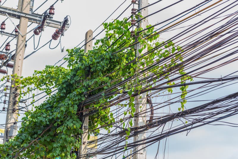 Electric Power Line with Creeper Plants Stock Photo - Image of ...