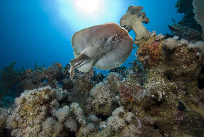 Electric ray stock image. Image of water, view, underwater - 12734533