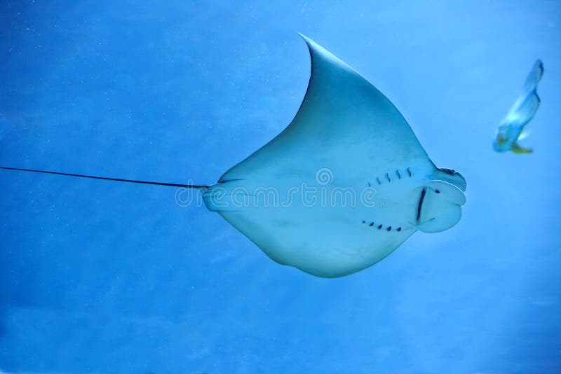 Electric ray fish in ocean stock image. Image of fish - 66666029