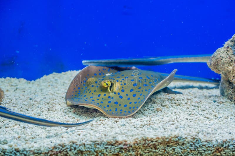 Electric Ray Floats on the Sea Bottom Stock Image - Image of ...
