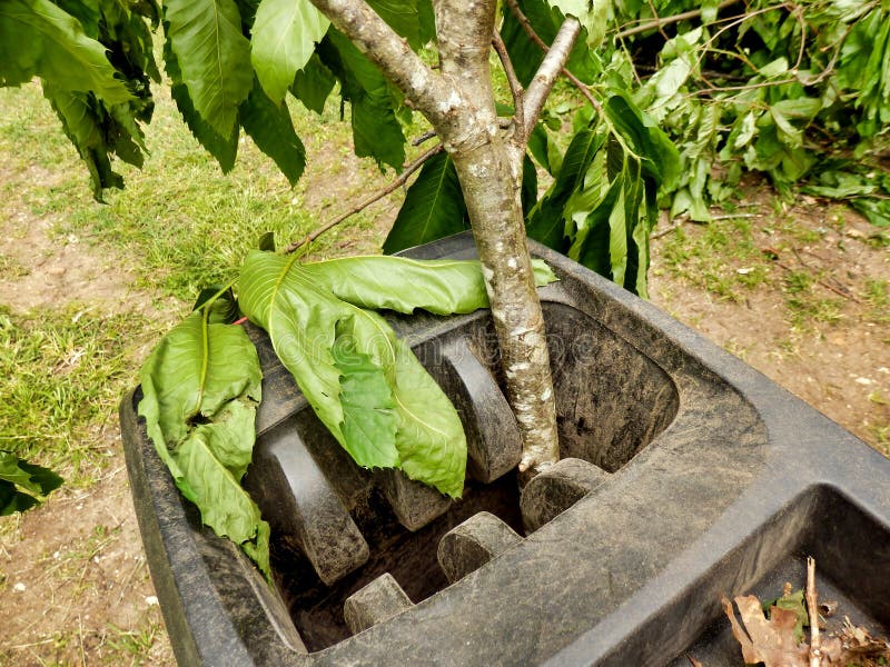 Chopping Chipping Material Composting Stock Photos - Free & Royalty ...