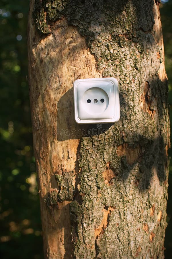 Electric Socket on Trees in Forest. Green Energy Concept Stock Image ...