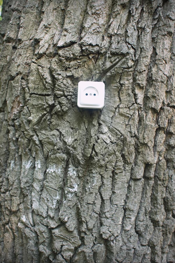 Electric Socket on Trees in Forest. Green Energy Concept Stock Image ...