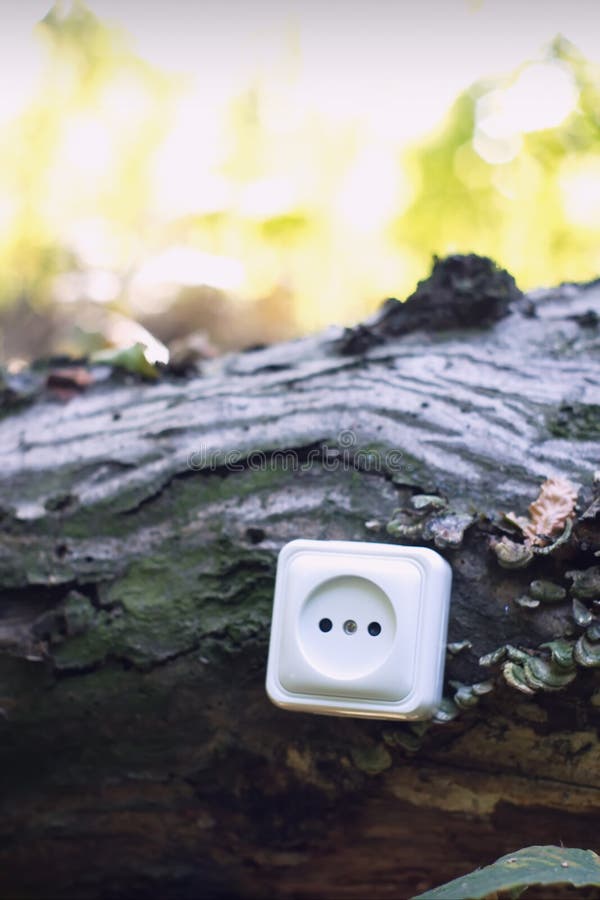 Electric Socket on Trees in Forest. Green Energy Concept Stock Photo ...