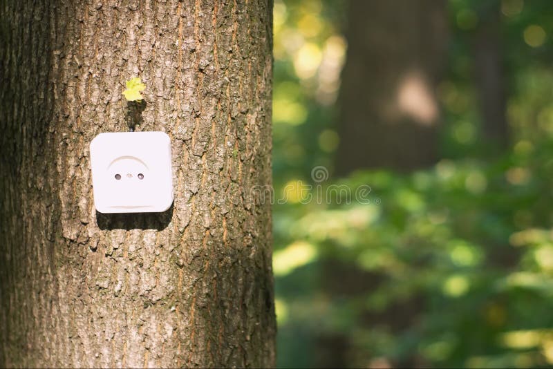 Electric Socket on Trees in Forest. Green Energy Concept Stock Photo ...