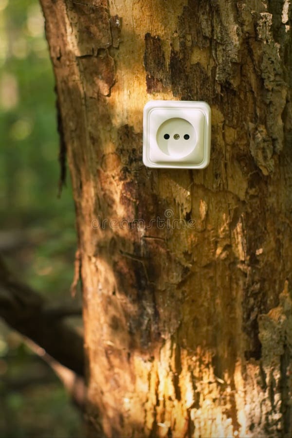 Electric Socket on Trees in Forest. Green Energy Concept Stock Photo ...