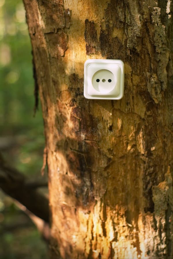 Electric Socket on Trees in Forest. Green Energy Concept Stock Photo ...
