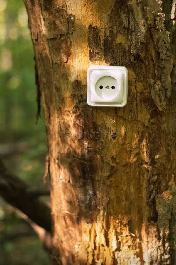 Electric Socket on Trees in Forest. Green Energy Concept Stock Image ...