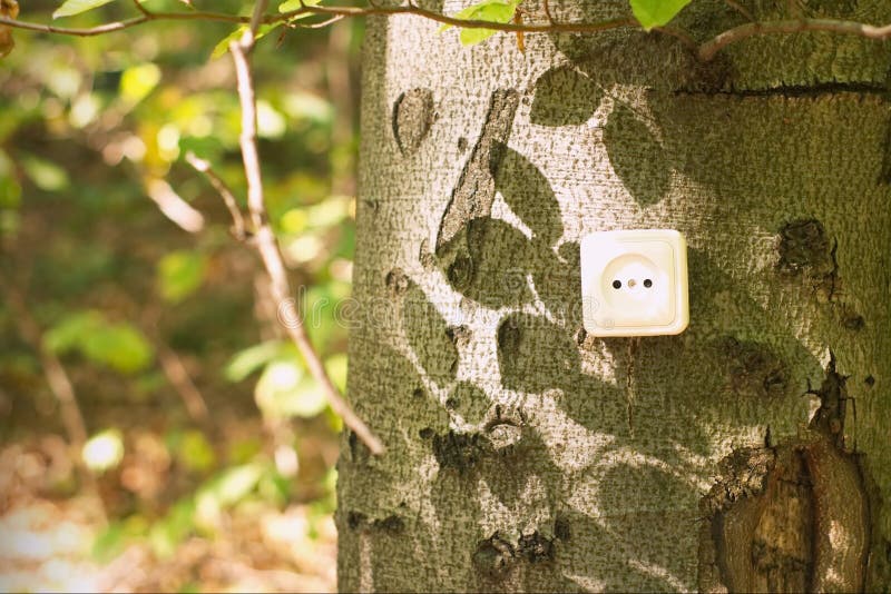 Electric Socket on Trees in Forest. Green Energy Concept Stock Image ...