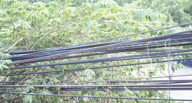 Electric Wires with Trees Obstructed Stock Image - Image of plant ...