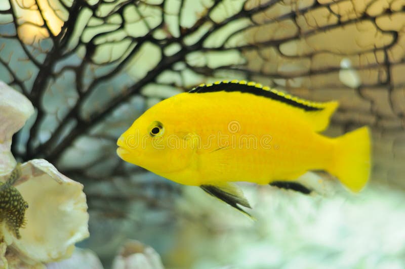 Electric Yellow Cichlid Fish in Aquarium Stock Photo - Image of ...