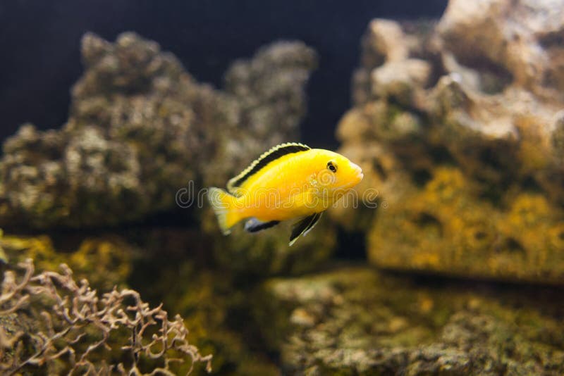 Electric Yellow Cichlid Fish Aquarium Close Up Stock Photos - Free ...