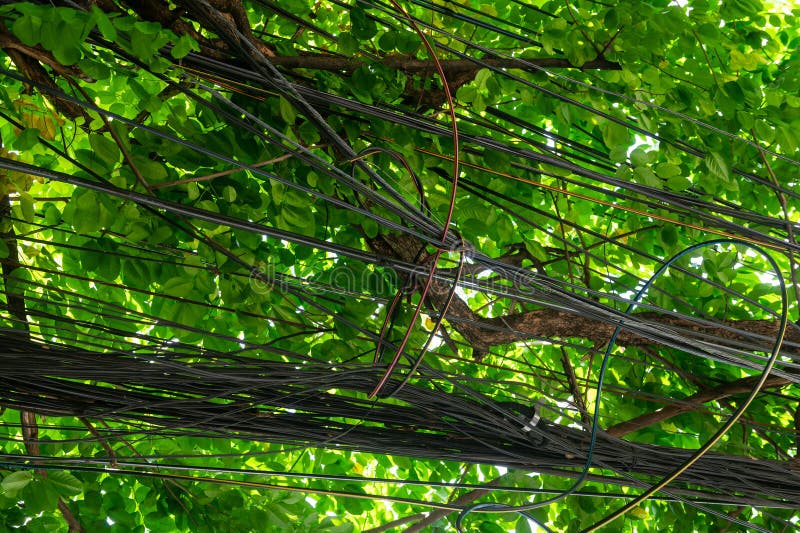 Electrical Cable is Fixed on a Tree among Branches with Green Foliage ...